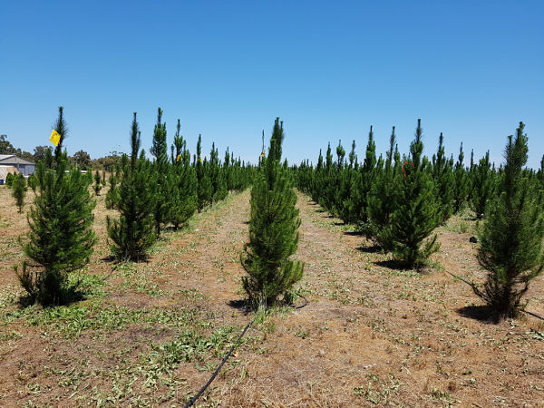 A Real Christmas Tree In Australia - Organised Pretty Home